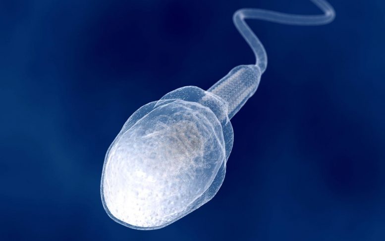 What Is Blocked Vas Deferens Treatment? – Doctor Omar Chughtai