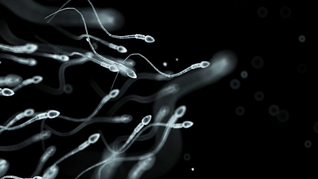 What Is The Epididymis Blockage? | Causes, Diagnosis and Treatment ...